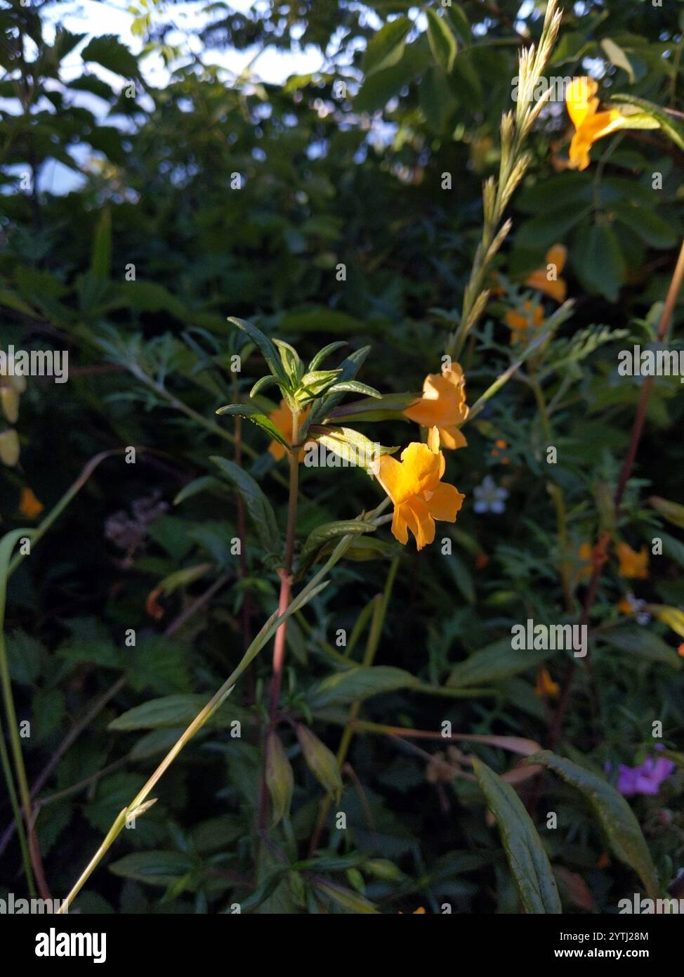 orange bush monkeyflower (Diplacus aurantiacus Stock Photo - Alamy