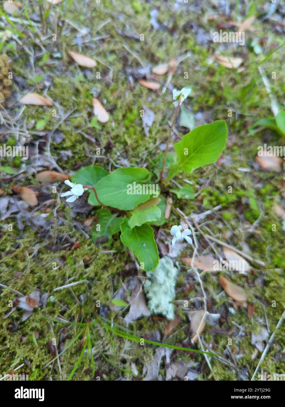 primrose-leaved violet (Viola primulifolia Stock Photo - Alamy