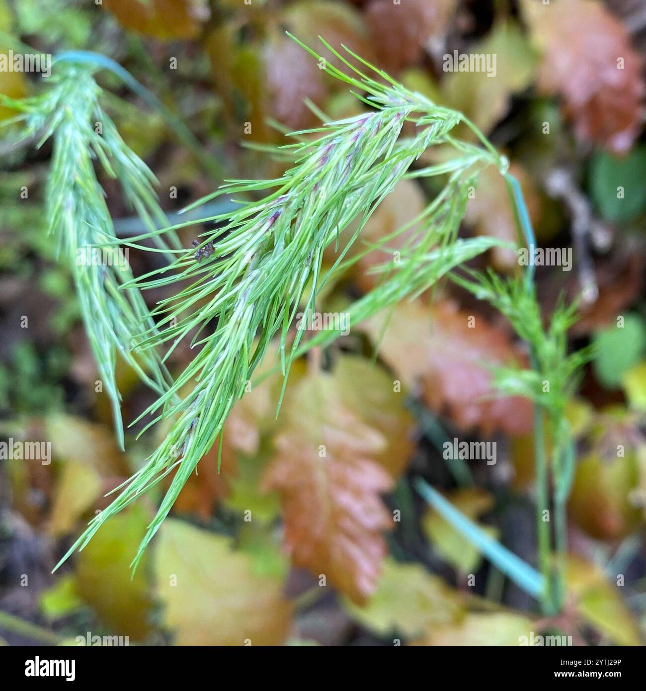 Bulbous Bluegrass (Poa bulbosa Stock Photo - Alamy