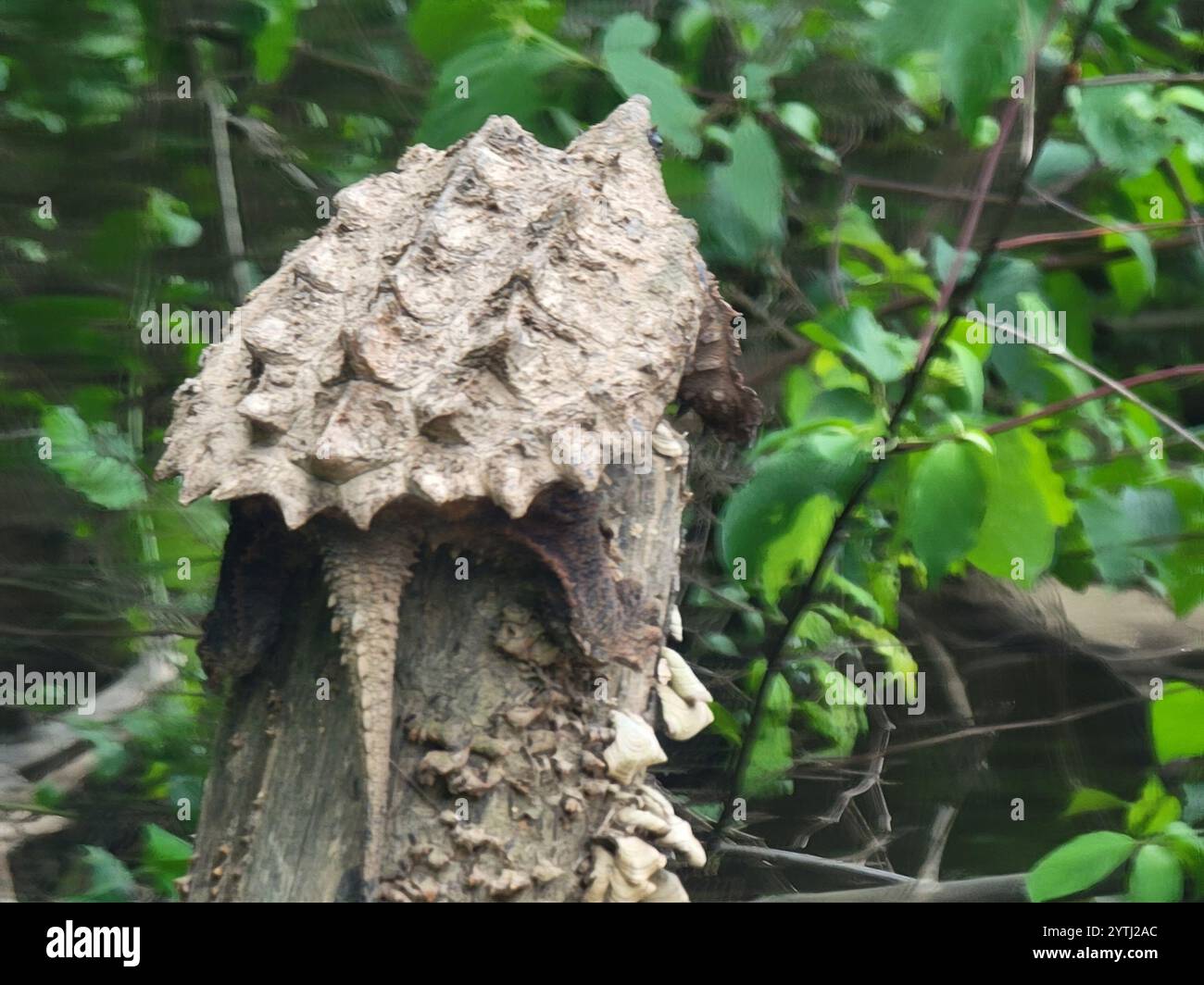 Alligator Snapping Turtle (Macrochelys temminckii Stock Photo - Alamy