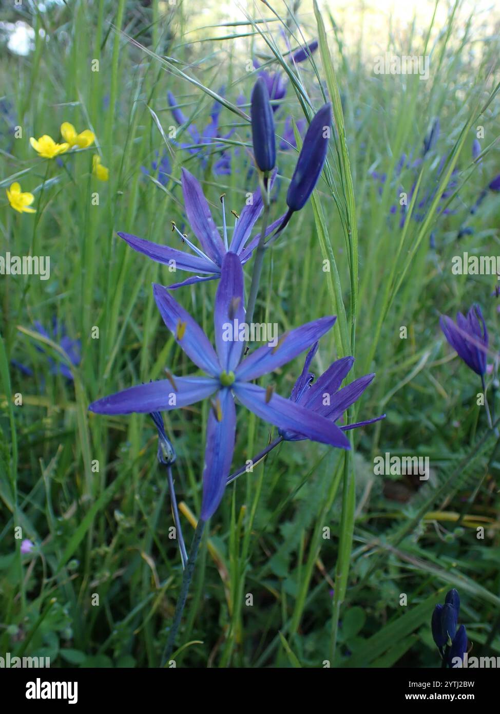great camas (Camassia leichtlinii Stock Photo - Alamy