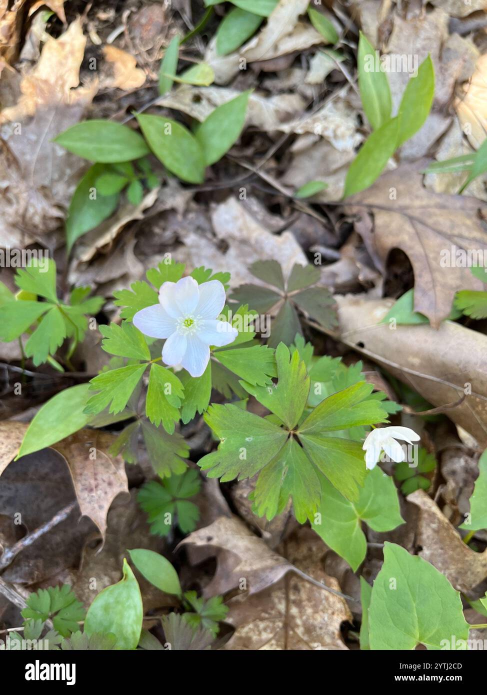 wood anemone (Anemonoides quinquefolia Stock Photo - Alamy