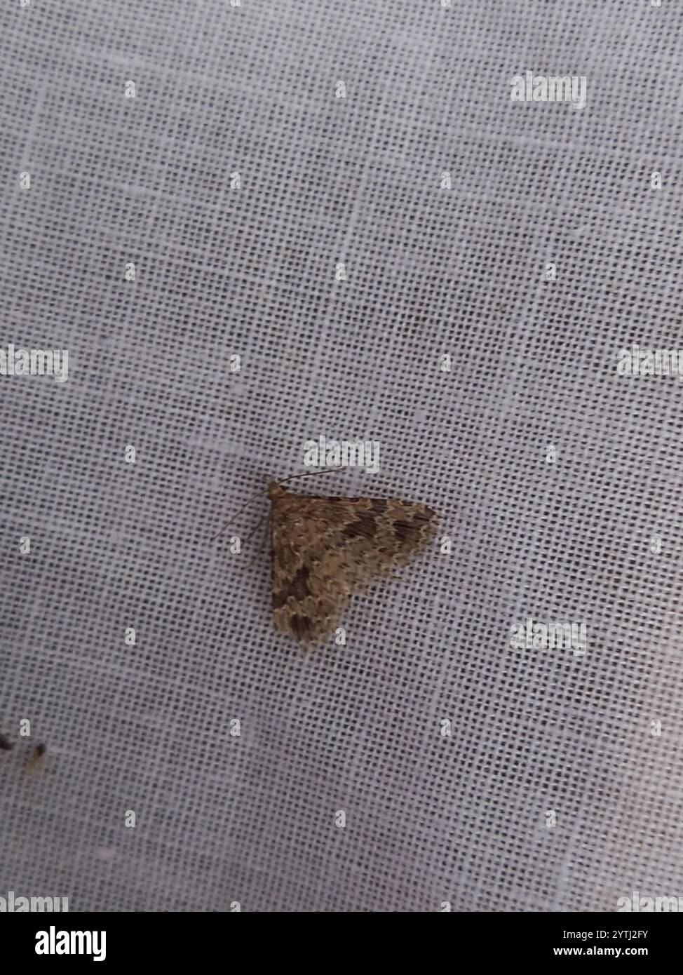 Twenty-plume Moth (Alucita hexadactyla Stock Photo - Alamy