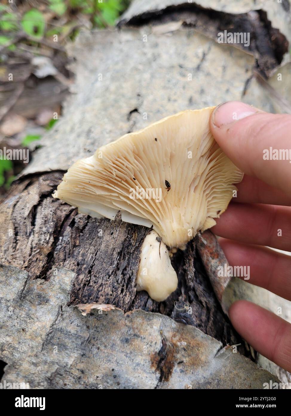 aspen oyster mushroom (Pleurotus populinus Stock Photo - Alamy