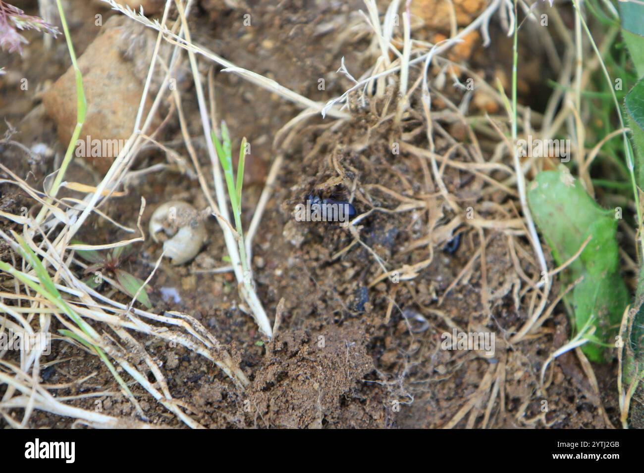 European Gazelle Beetle (Nebria brevicollis Stock Photo - Alamy