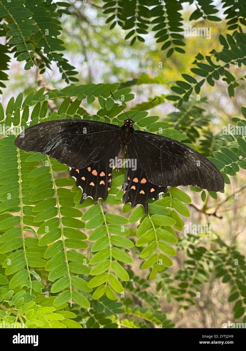 pink-spotted swallowtail (Heraclides rogeri Stock Photo - Alamy