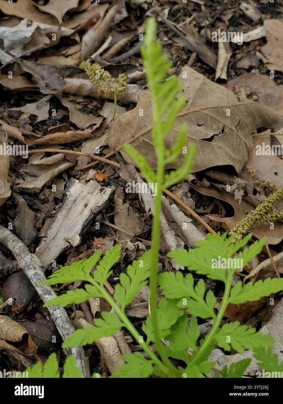 rattlesnake fern (Botrypus virginianus Stock Photo - Alamy