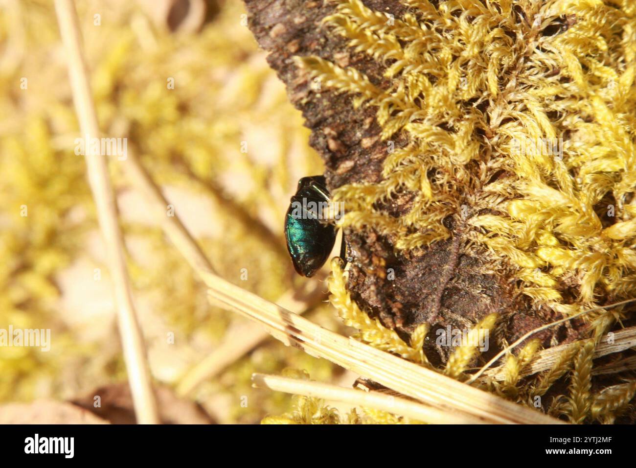 Blue Shield Bug (Zicrona caerulea Stock Photo - Alamy