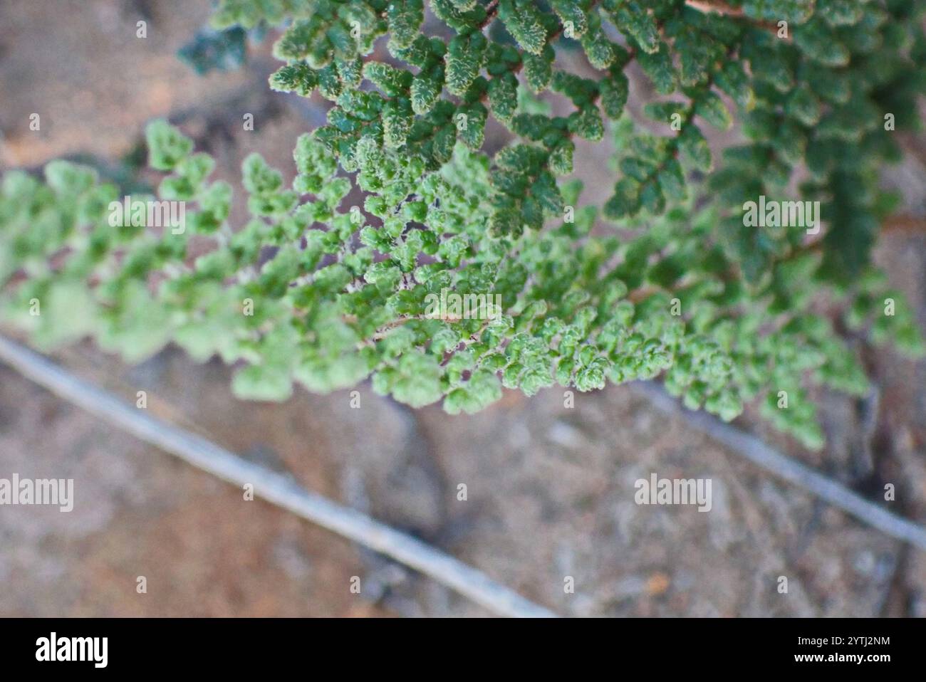 Scented Fern (Anemia afrorum Stock Photo - Alamy