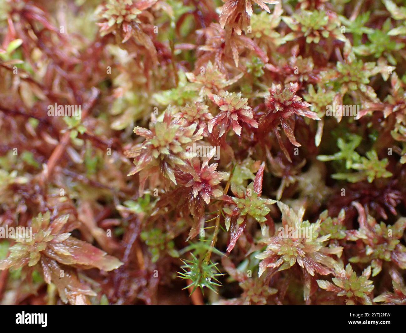 Sphagnum subg. Acutifolia (Acutifolia Stock Photo - Alamy