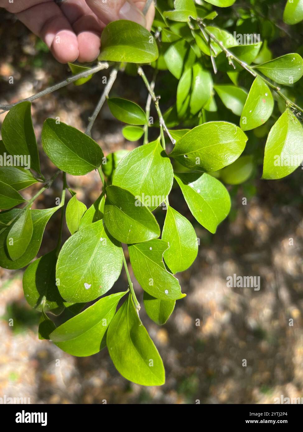 Florida Boxwood (Schaefferia frutescens Stock Photo - Alamy
