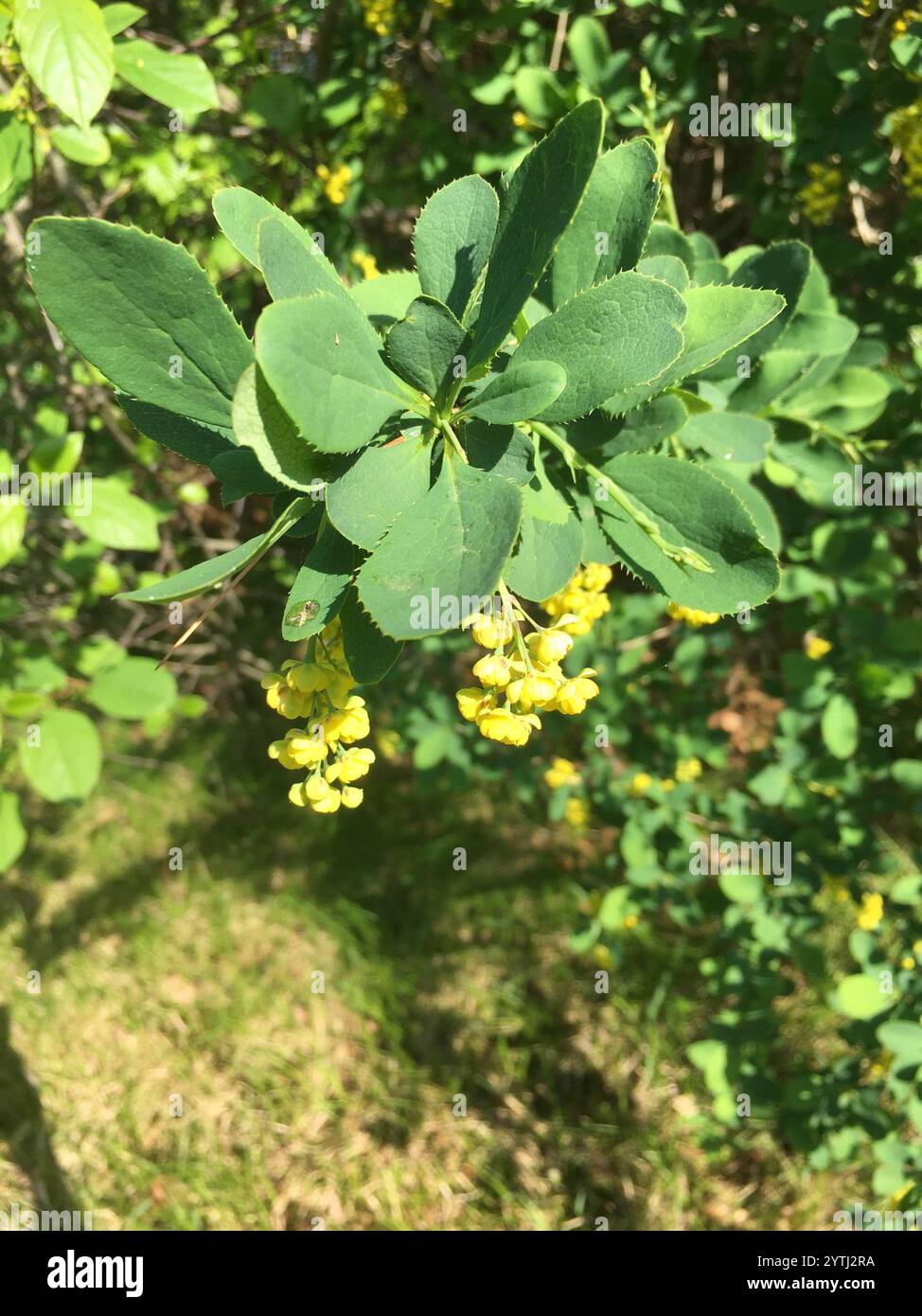 European barberry (Berberis vulgaris Stock Photo - Alamy