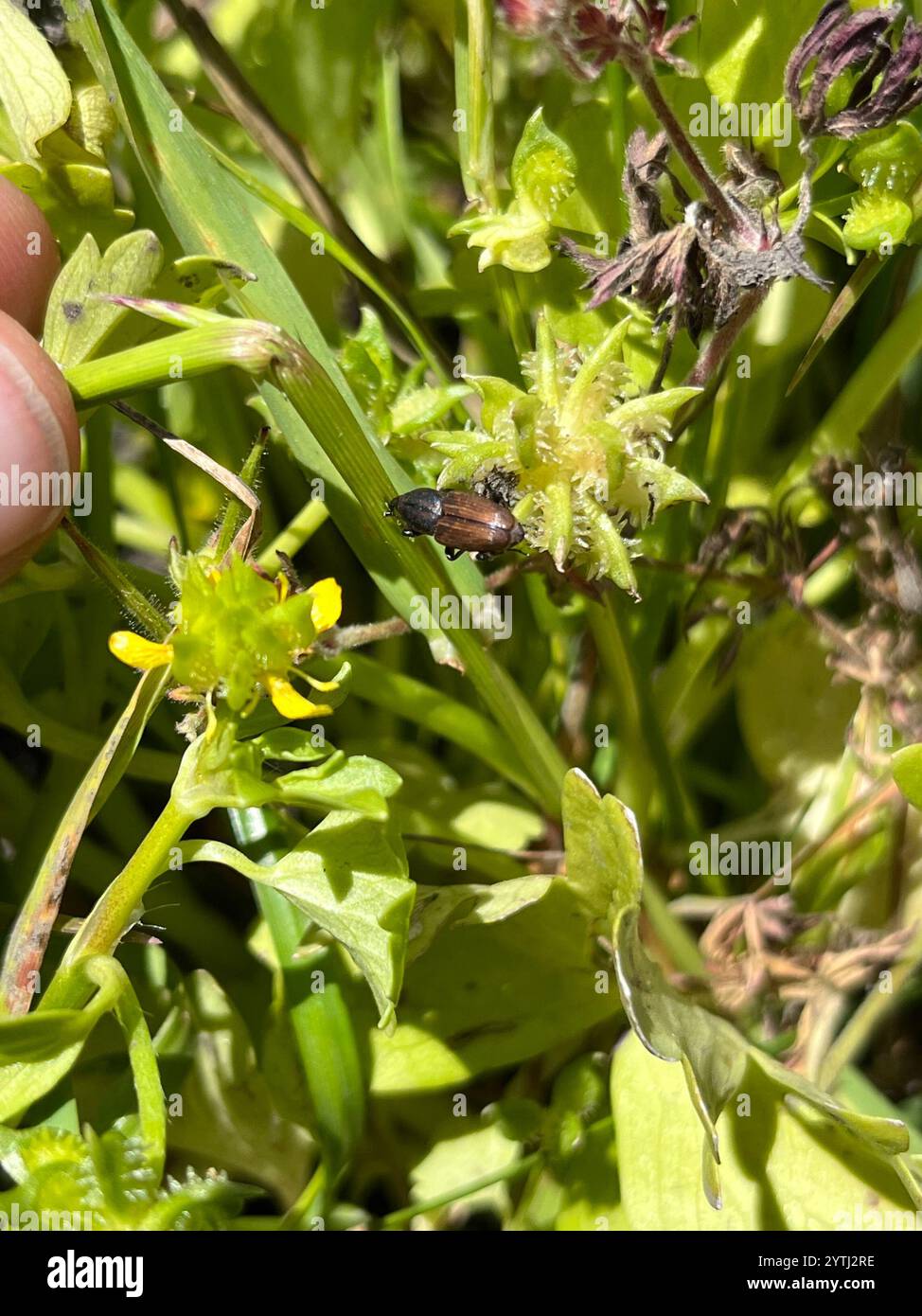 Billbug Weevils (Sphenophorus Stock Photo - Alamy