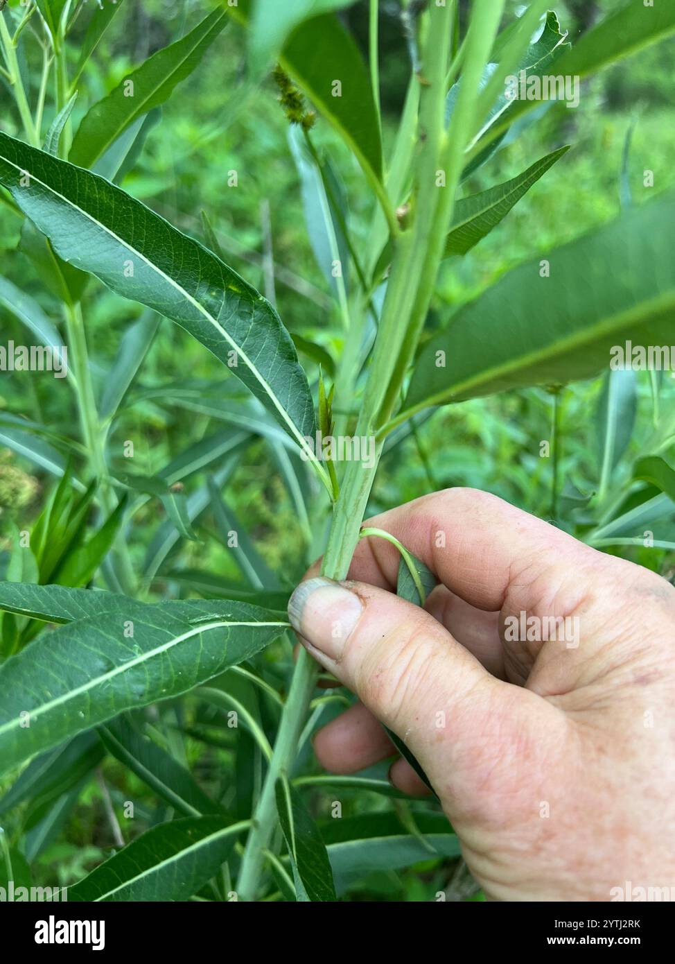 Ozark Bluestar (Amsonia illustris Stock Photo - Alamy