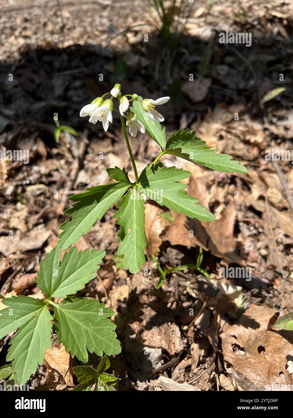 Two-leaved Toothwort (Cardamine diphylla Stock Photo - Alamy