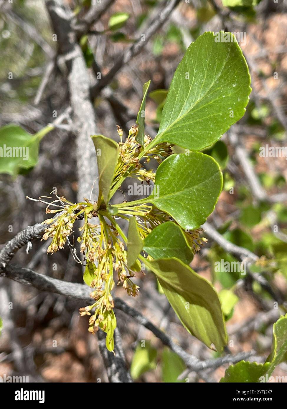 single-leaf ash (Fraxinus anomala Stock Photo - Alamy