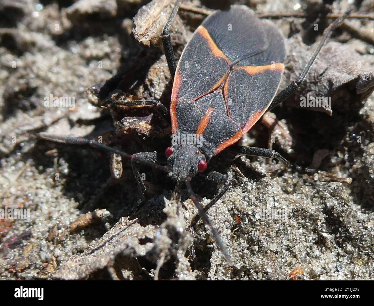 Eastern Boxelder Bug (Boisea trivittata Stock Photo - Alamy