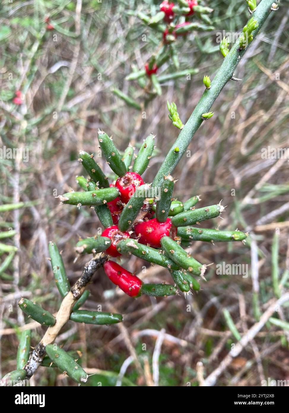 Christmas cholla (Cylindropuntia leptocaulis Stock Photo - Alamy