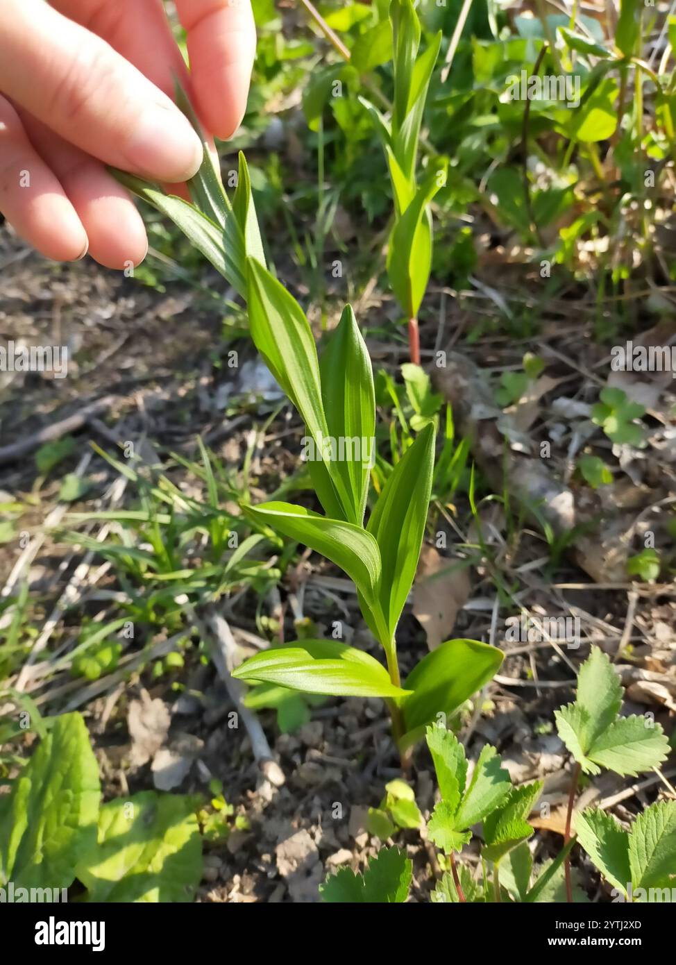 dwarf Solomon's seal (Polygonatum humile Stock Photo - Alamy