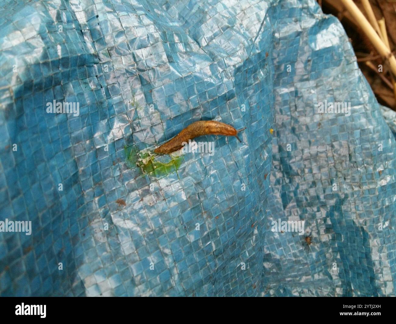 Green cellar slug hi-res stock photography and images - Alamy