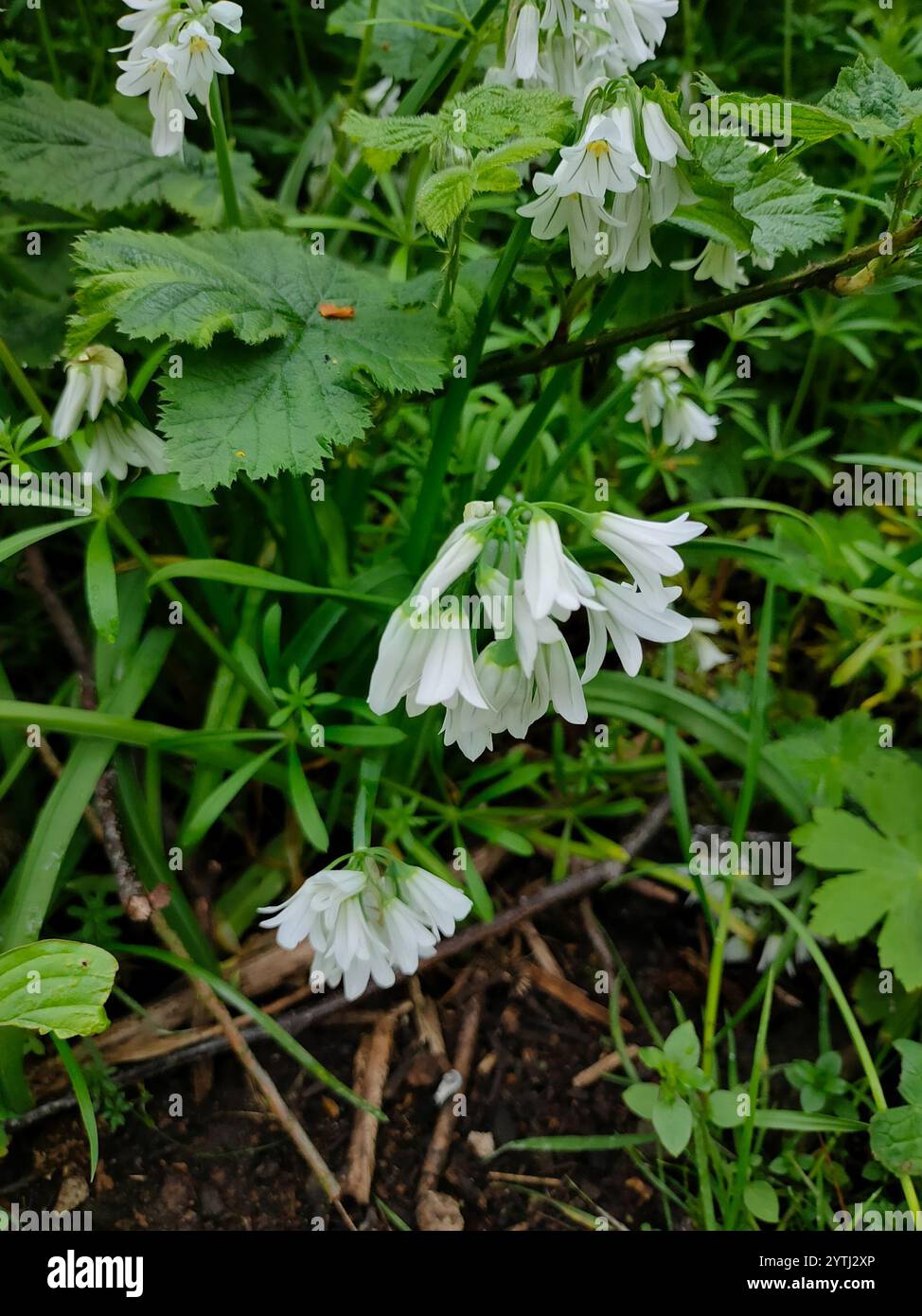 Three-cornered garlic (Allium triquetrum Stock Photo - Alamy