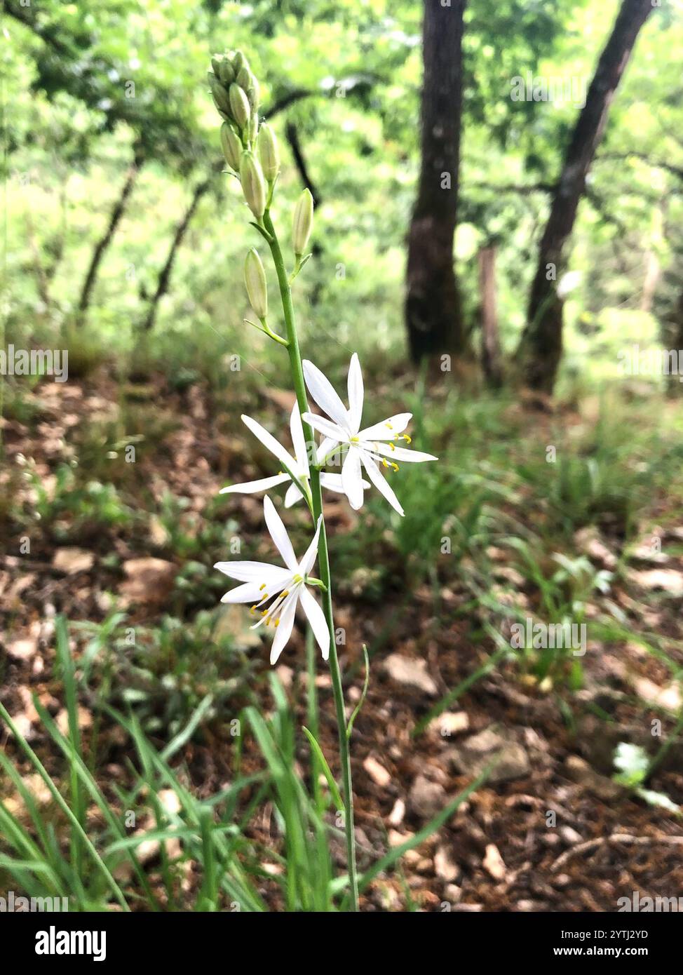 St Bernard's Lily (Anthericum liliago Stock Photo - Alamy