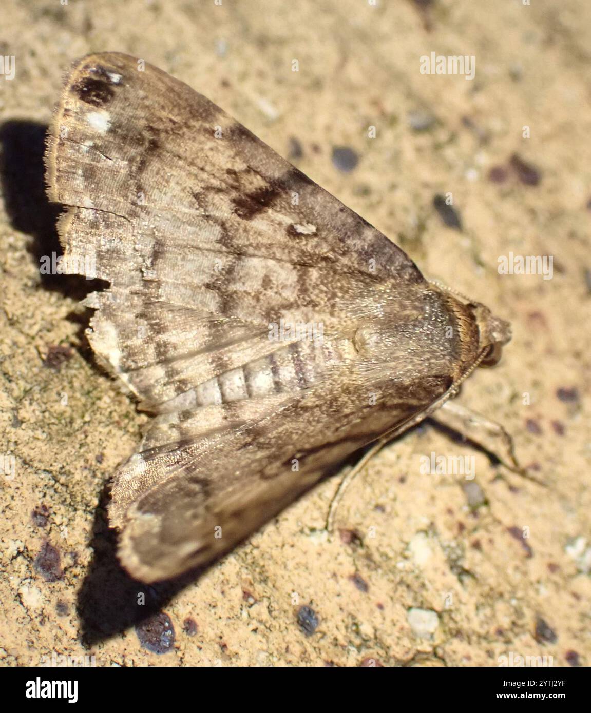 Owlet Moths and Allies (Noctuoidea Stock Photo - Alamy