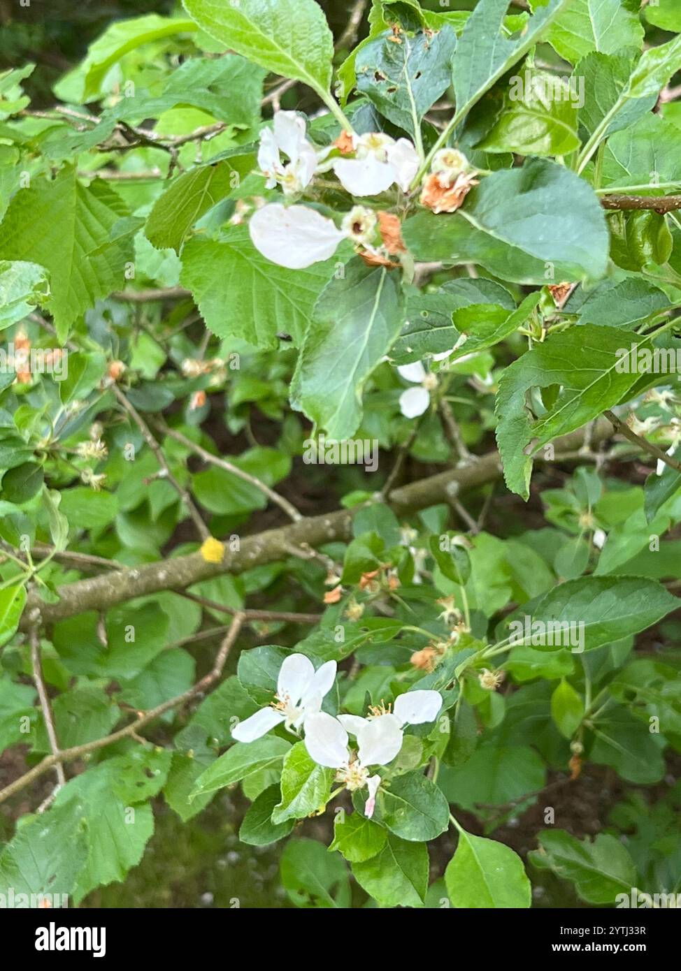 European Wild Apple (Malus sylvestris Stock Photo - Alamy
