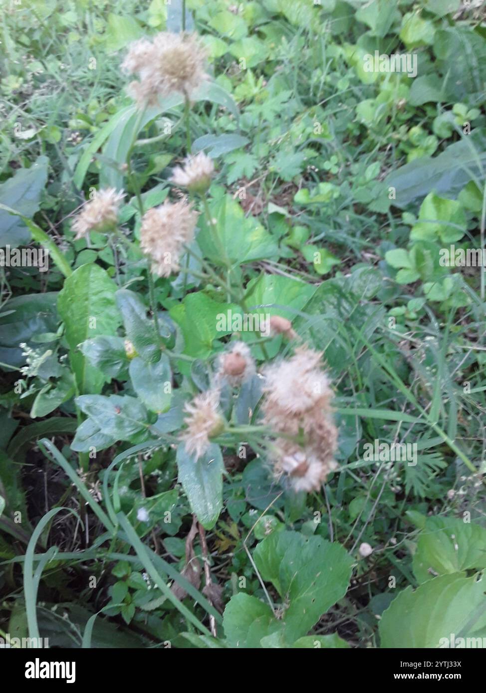 Purple Cudweed (Gamochaeta purpurea Stock Photo - Alamy