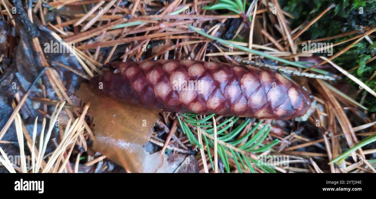 Siberian spruce (Picea obovata Stock Photo - Alamy