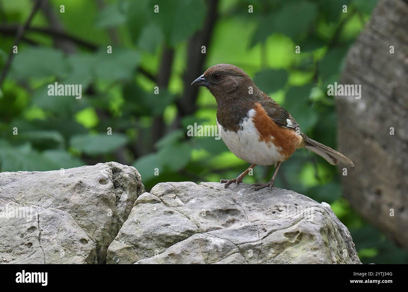 Eastern Towhee (Pipilo erythrophthalmus Stock Photo - Alamy