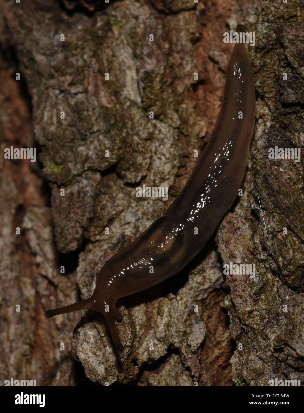 Striped Greenhouse Slug (Ambigolimax valentianus Stock Photo - Alamy