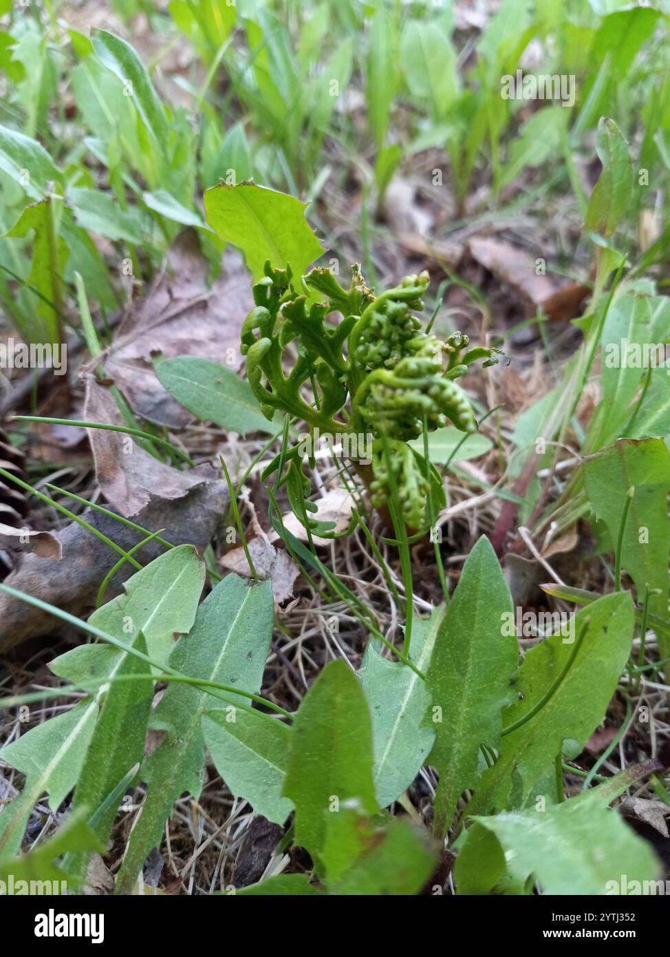 Ophioglossaceae family hi-res stock photography and images - Alamy
