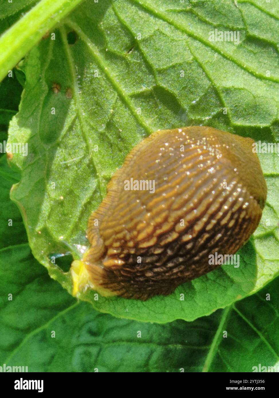 Spanish Slug (Arion vulgaris Stock Photo - Alamy