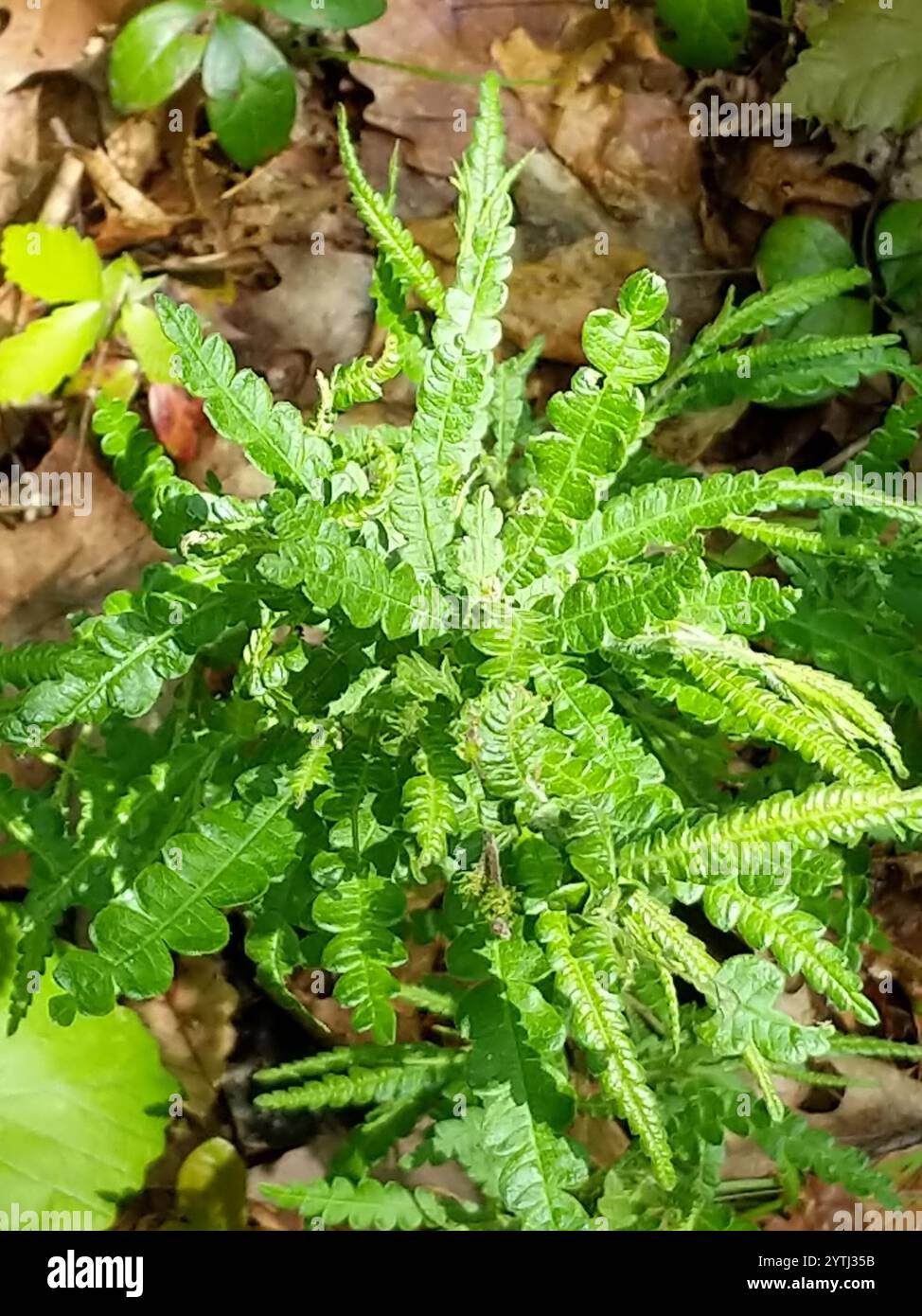 Sweetfern (comptonia peregrina) hi-res stock photography and images - Alamy