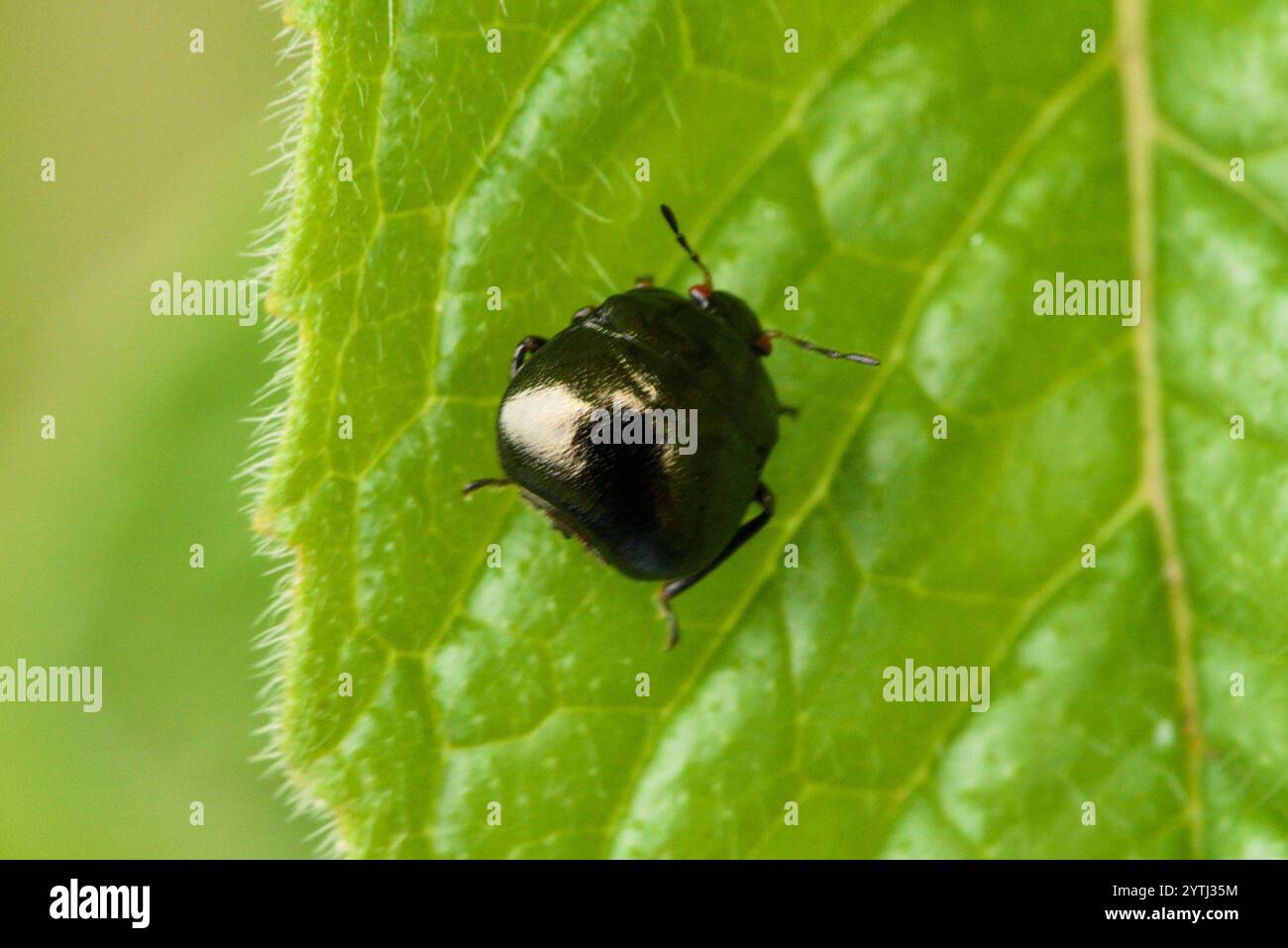soot sprite (Coptosoma scutellatum Stock Photo - Alamy