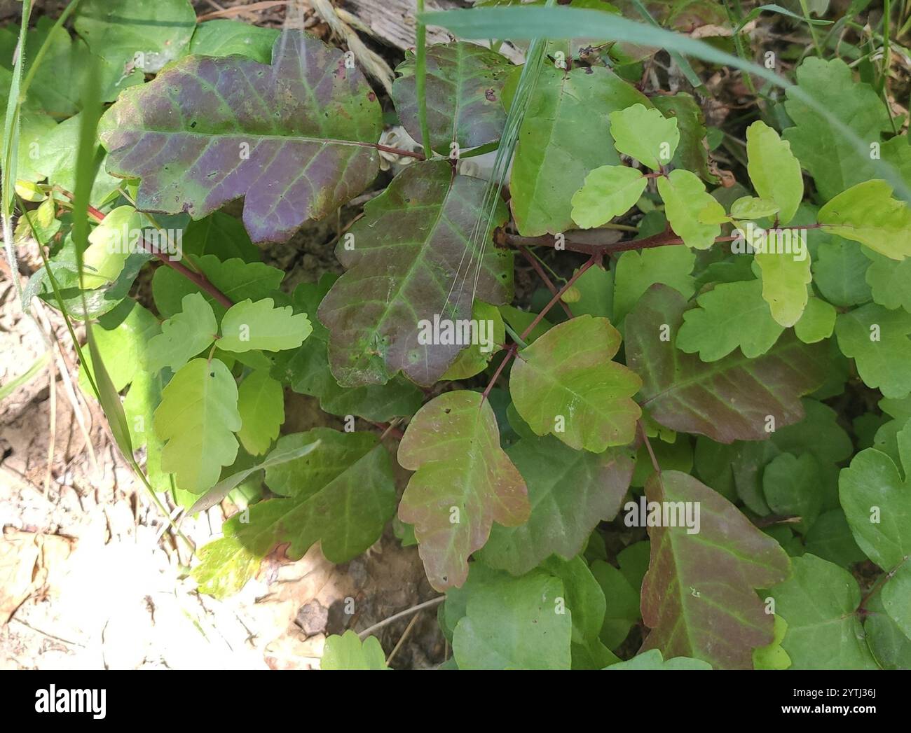 Pacific poison oak (Toxicodendron diversilobum Stock Photo - Alamy