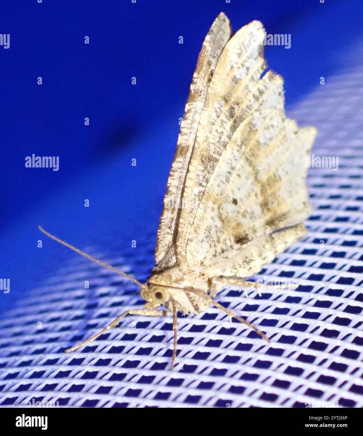 Sharp-angled Peacock Moth (Macaria alternata Stock Photo - Alamy