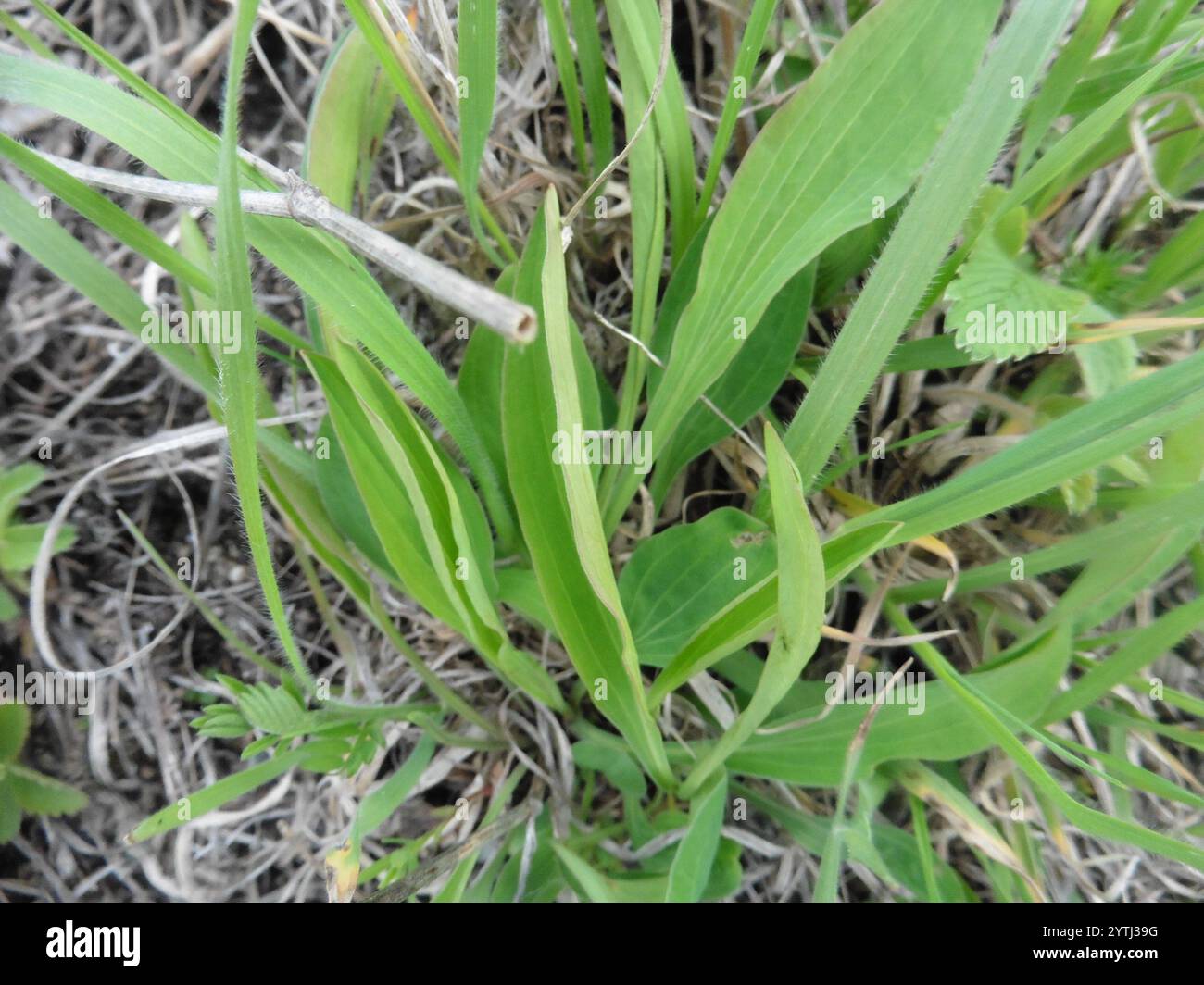 Sickle-leaved Hare's-ear (Bupleurum falcatum Stock Photo - Alamy