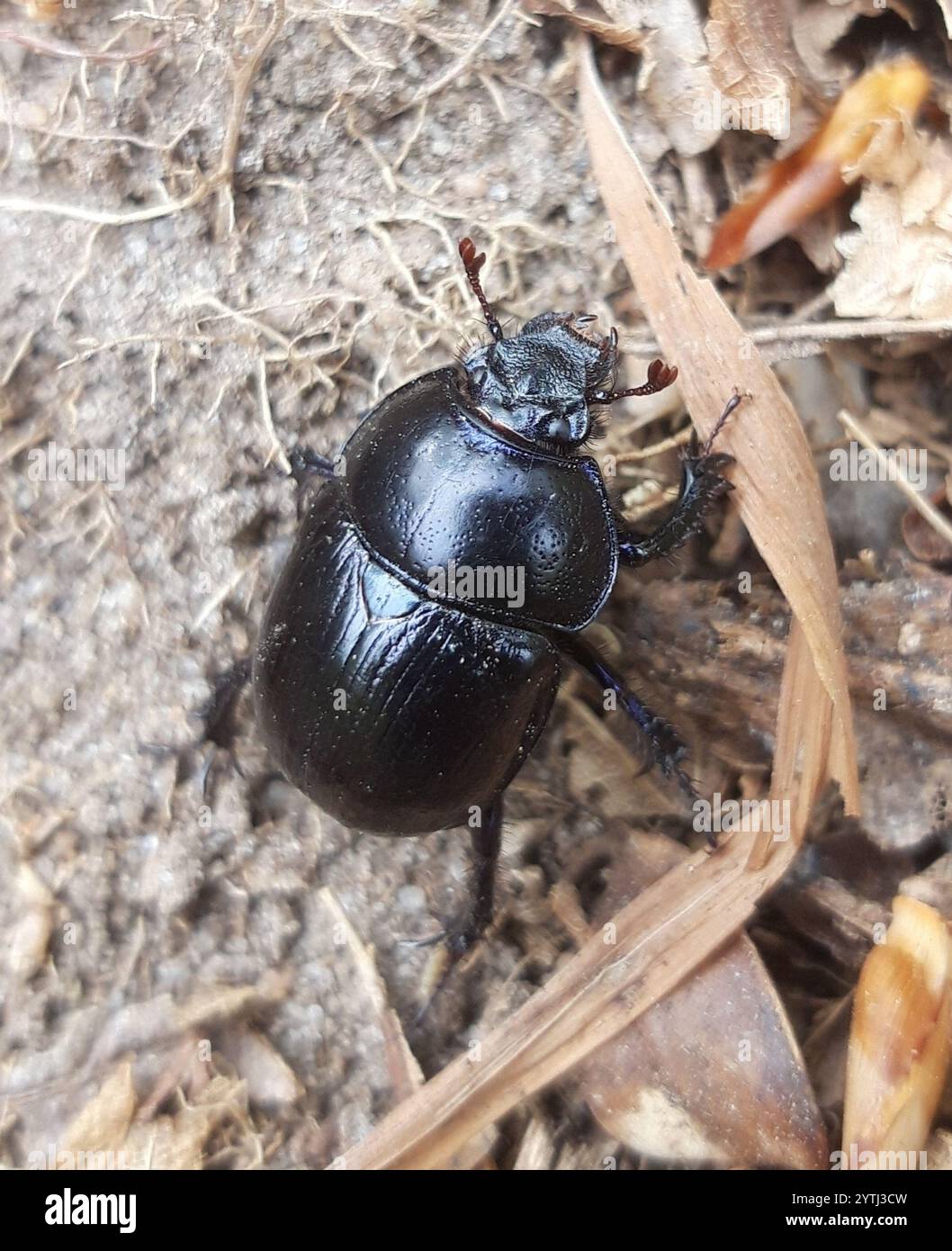 Woodland Dor Beetle (Anoplotrupes stercorosus Stock Photo - Alamy