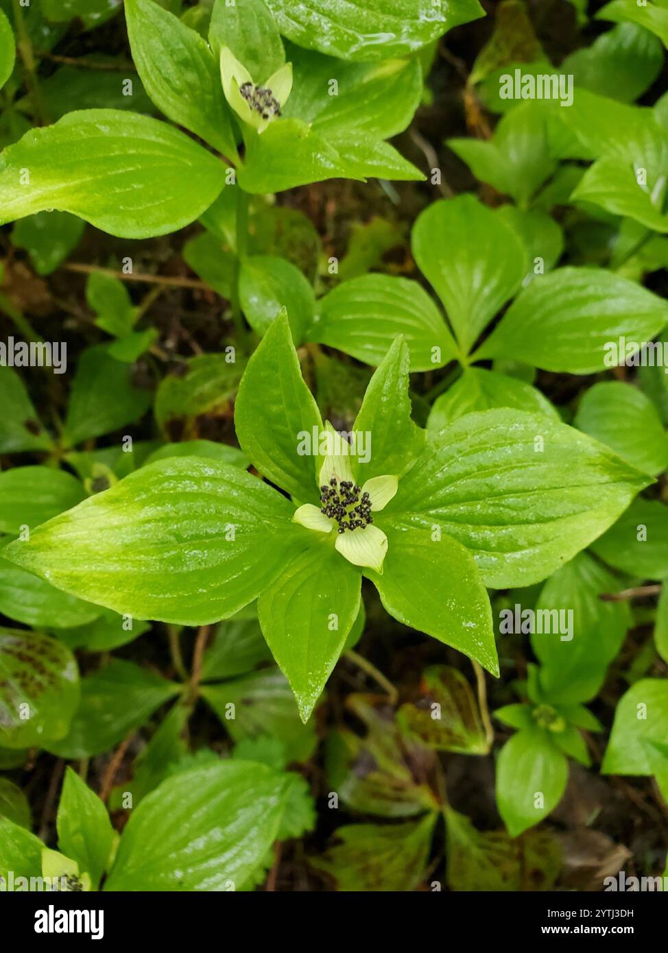 Western Bunchberry (Cornus unalaschkensis Stock Photo - Alamy