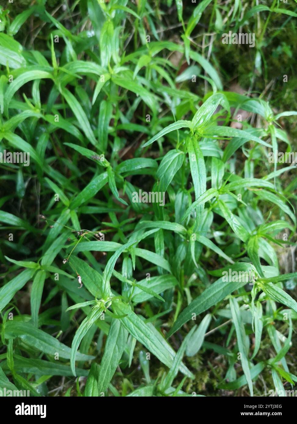 Common Cow-wheat (Melampyrum pratense Stock Photo - Alamy