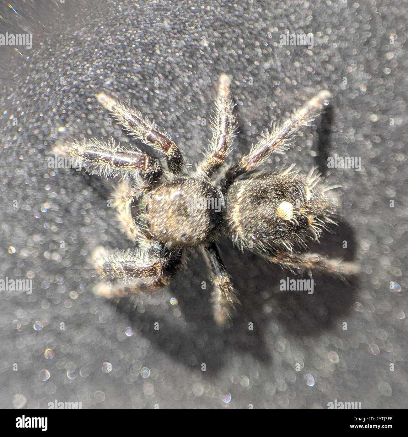 Bold Jumping Spider (Phidippus audax Stock Photo - Alamy