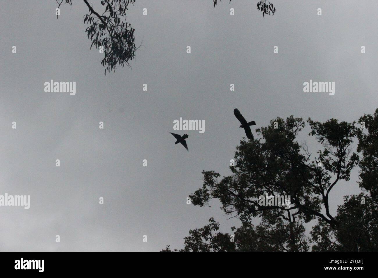 Eastern Yellow-tailed Black Cockatoo (Zanda funerea funerea Stock Photo ...