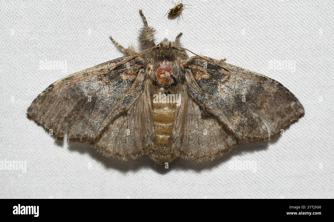 Angulose Prominent (Peridea angulosa Stock Photo - Alamy