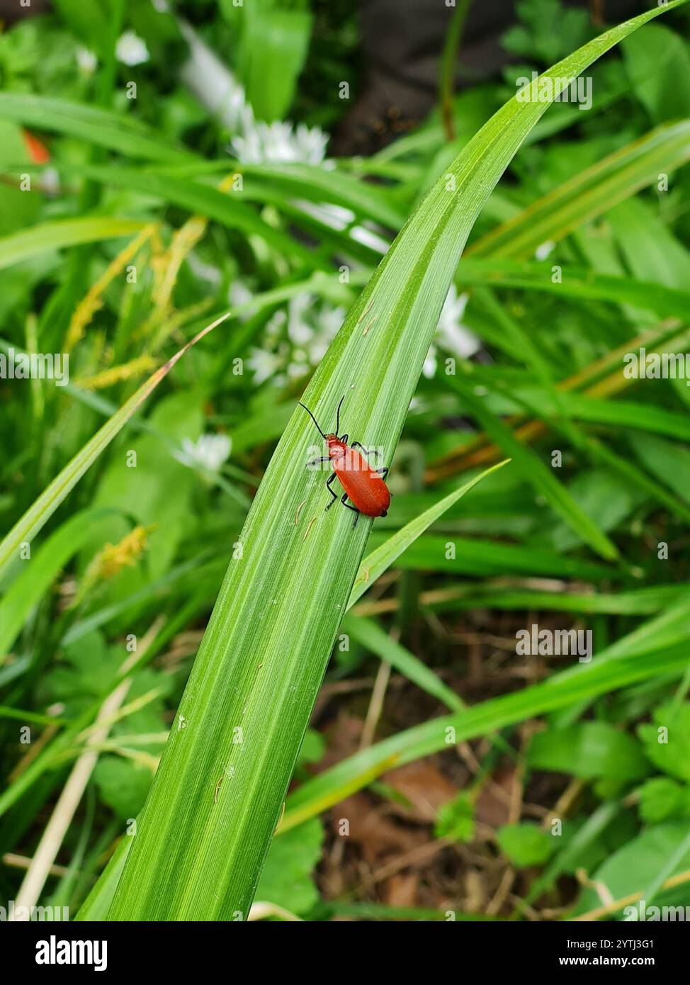 Common Cardinal Beetle (Pyrochroa serraticornis Stock Photo - Alamy
