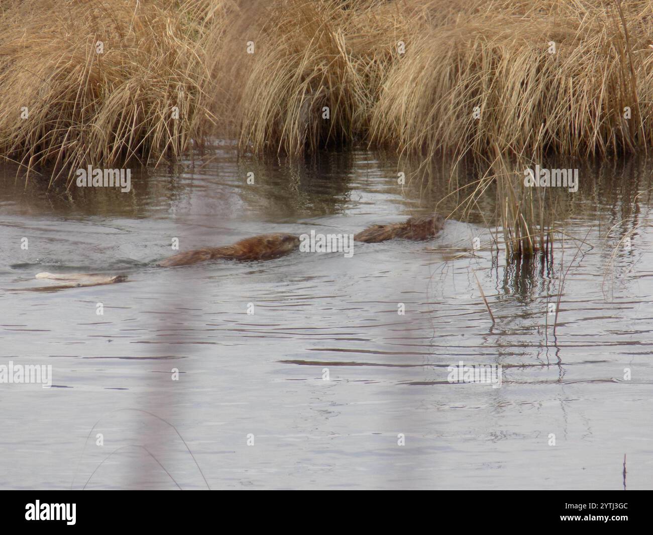 Muskrat (Ondatra zibethicus Stock Photo - Alamy