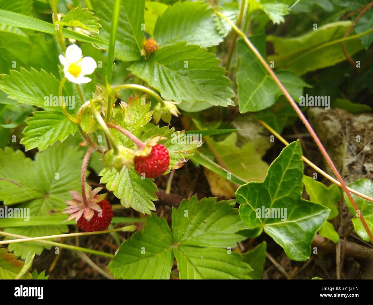 woodland strawberry (Fragaria vesca Stock Photo - Alamy