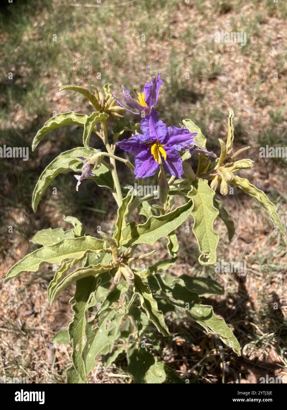 silverleaf nightshade (Solanum elaeagnifolium Stock Photo - Alamy