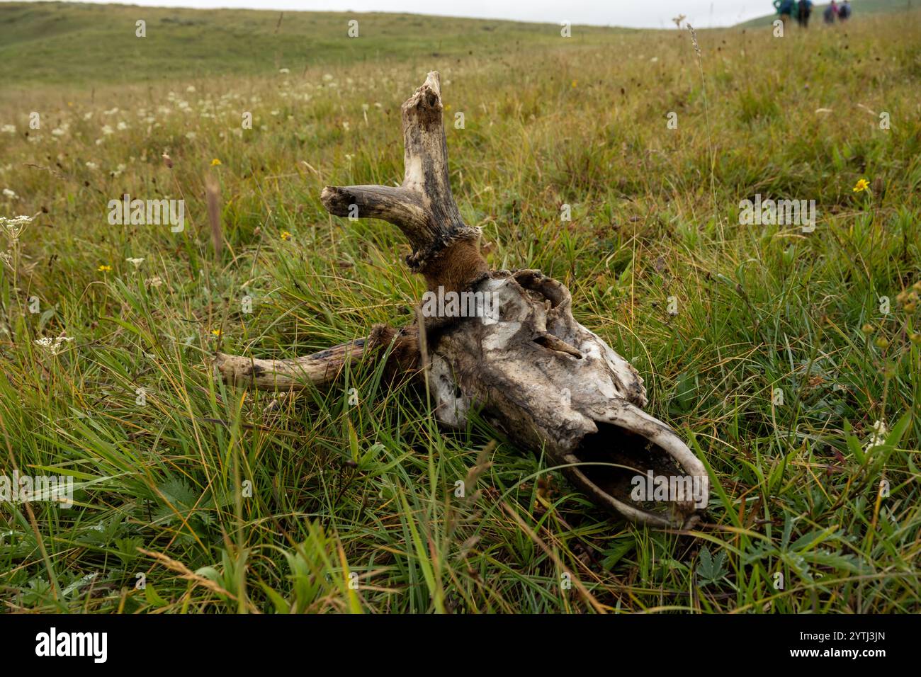 Small Bits Of Fur Remain On Recently Dead Elk Skull Along Mary Mountain ...